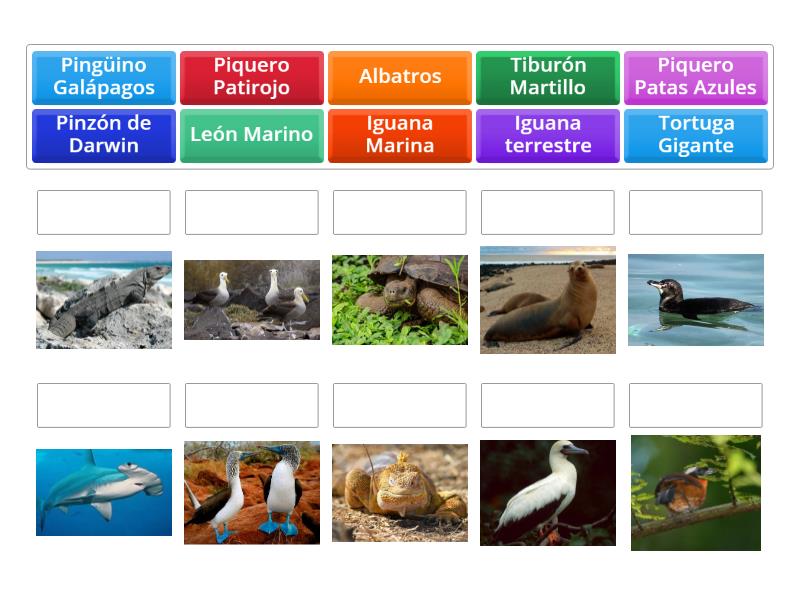 Ordena los nombres de los animales de las Islas Galápagos con su ...