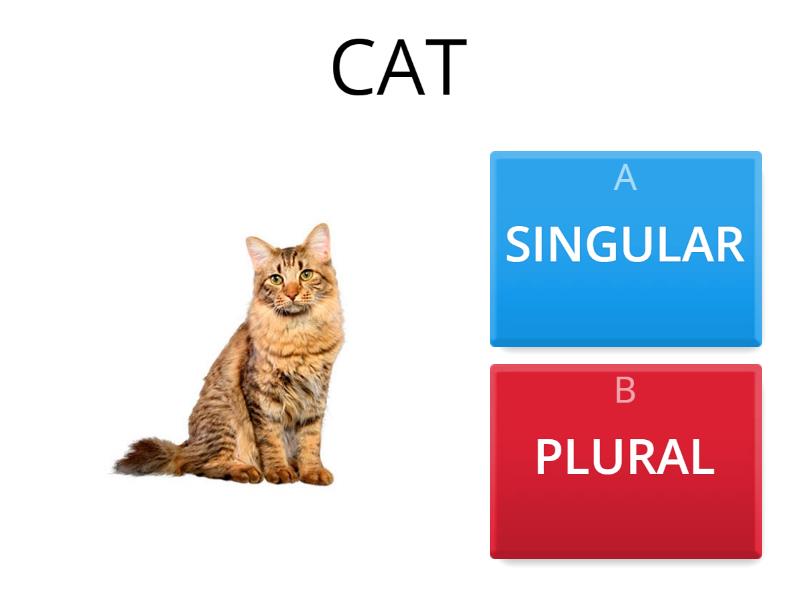 SINGULAR NOUN / PLURAL NOUNS - Quiz