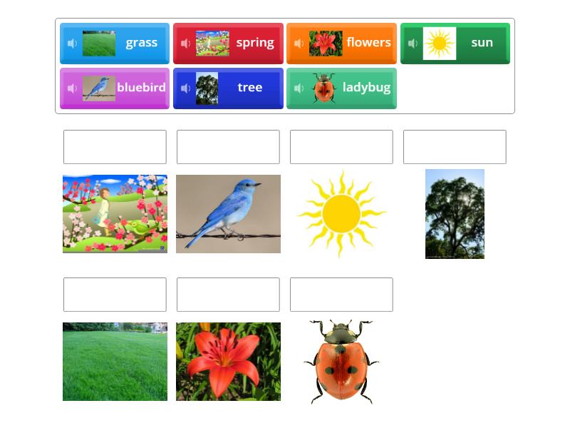 spring vocabulary - Match up