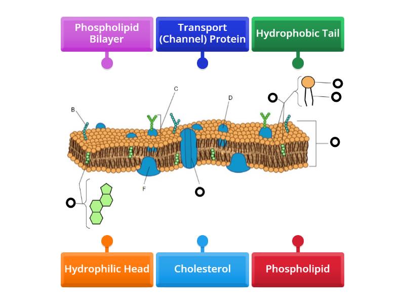 Cell Membrane Labeling - Labelled diagram