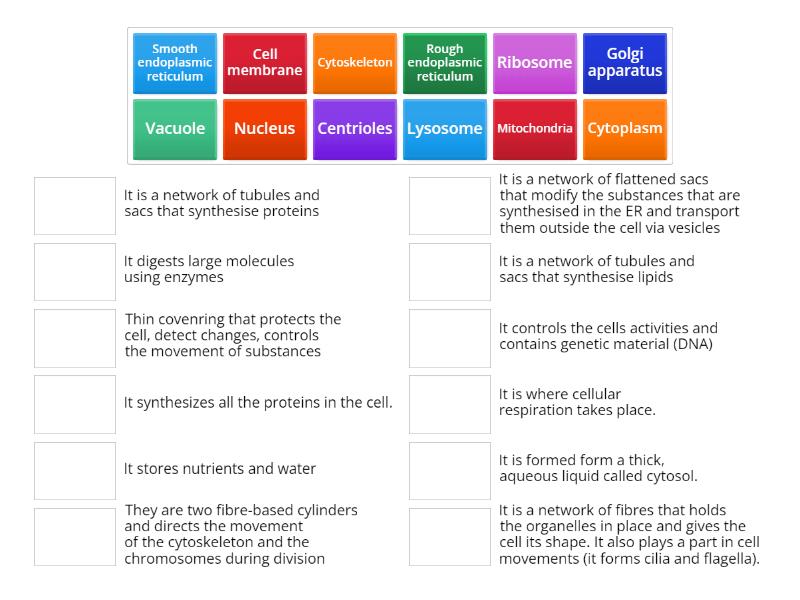 Cell organelles - Match up