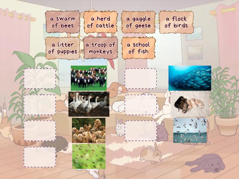 Collective names of animals - Match up