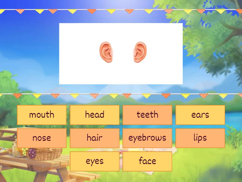 quiz parts of the face - Find the match