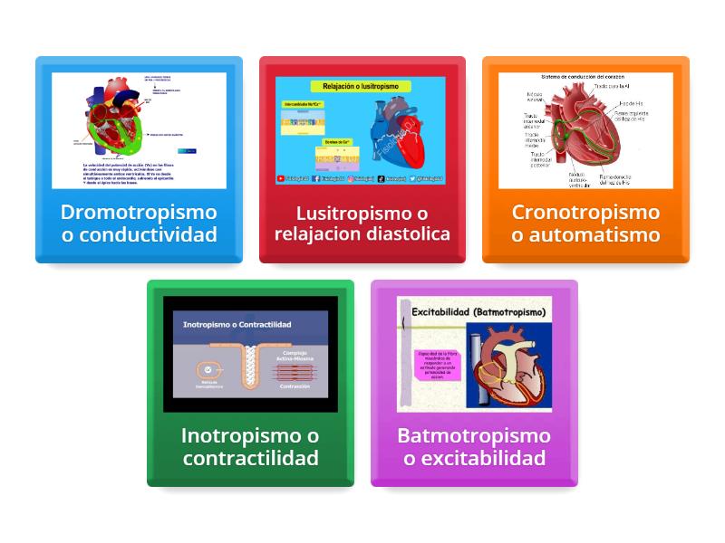 Fisiologia del Musculo Cardiaco - Flip tiles