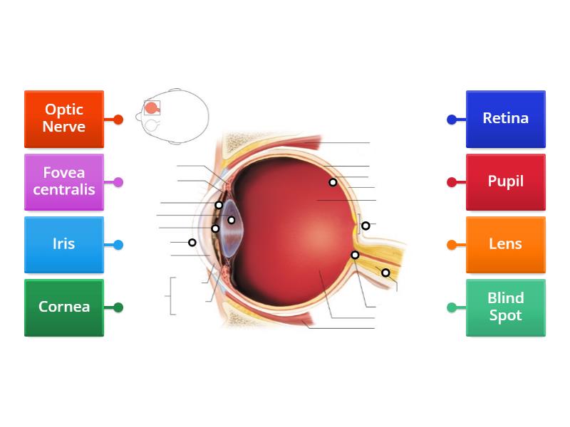 The Eye - Labelled diagram