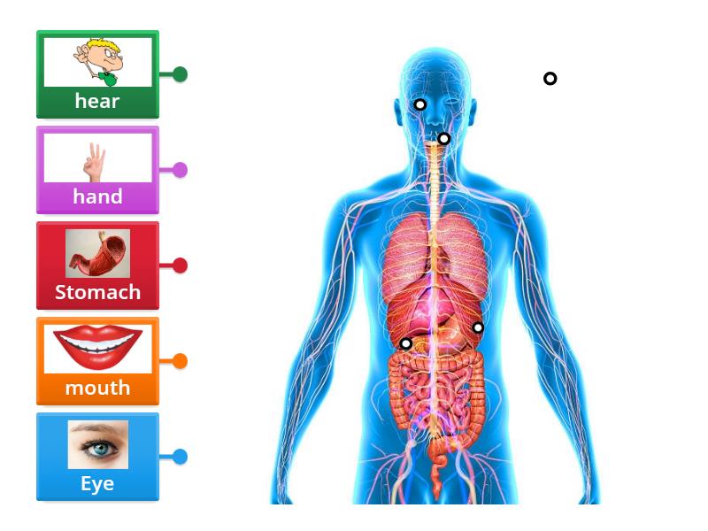parts of the body - Labelled diagram