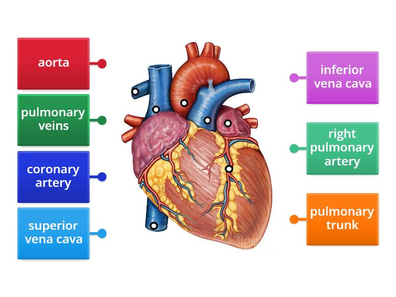 cardiac vessels - Labelled diagram