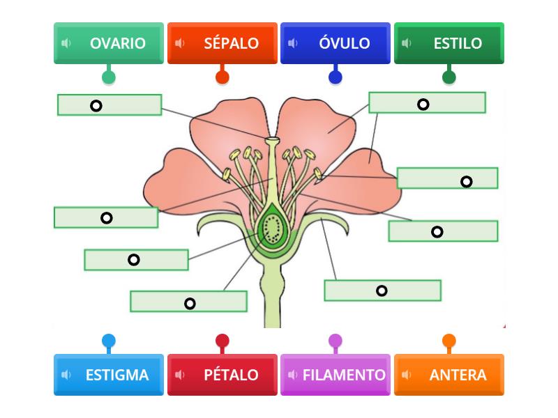 PARTES DE UNA FLOR - Imagem com legenda