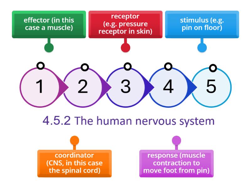 Nervous system steps - Labelled diagram