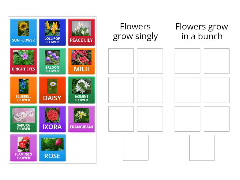 Flowers classification Sort - Group sort