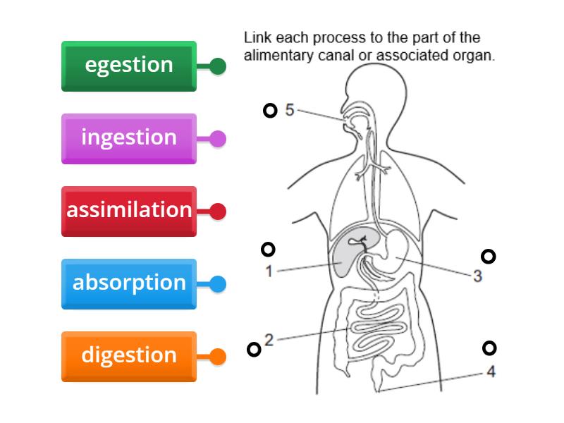 Processes in digestion - Labelled diagram