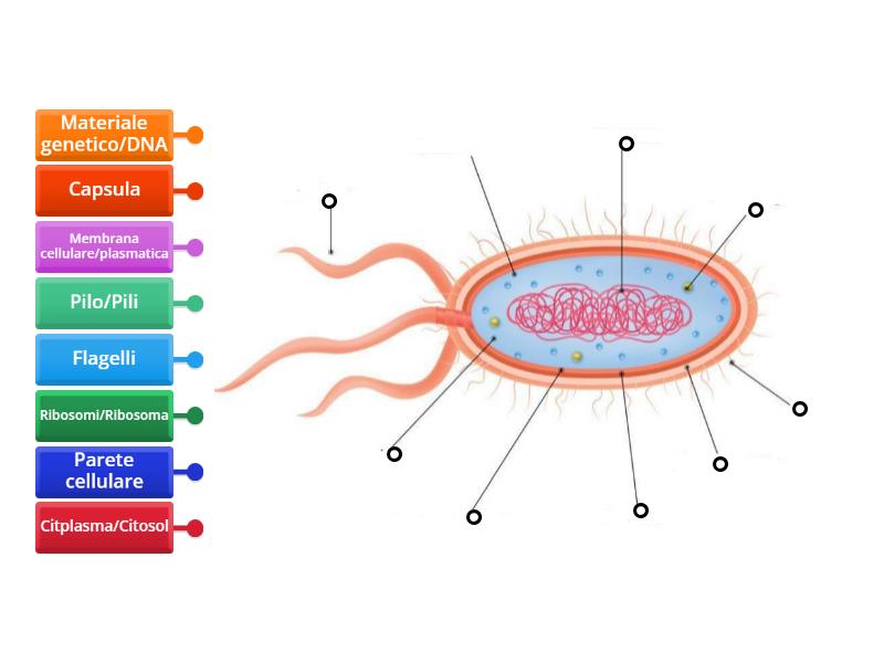 Cellula procariote - Abbinamento - Labelled diagram
