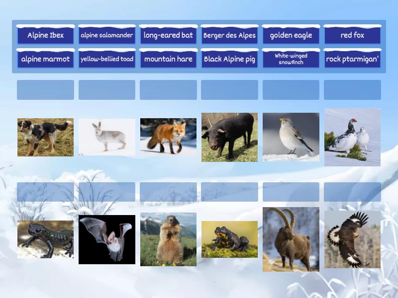 alpine animals - Match up