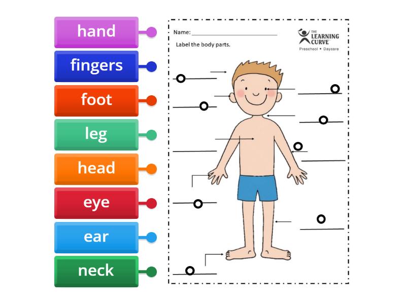 Label the body parts - Diagrama con etiquetas