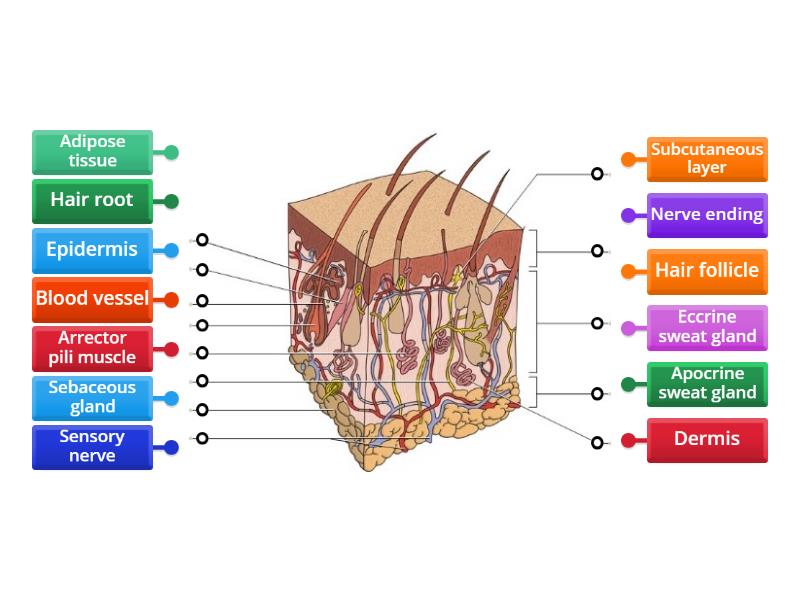 Skin structure diagram - Labelled diagram