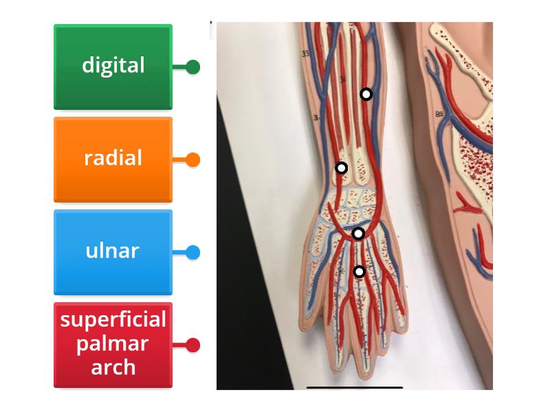 right arm arteries - Labelled diagram