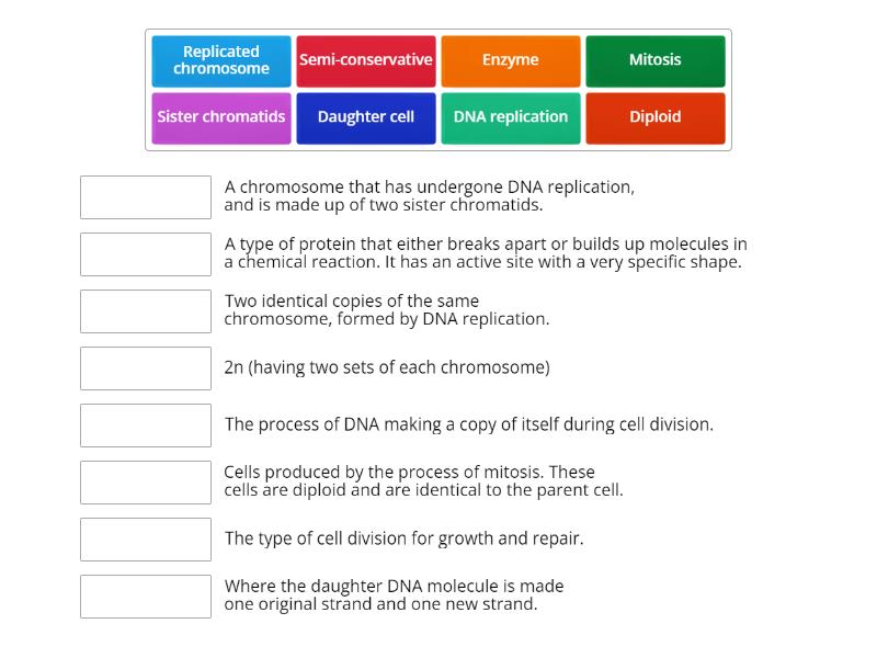 DNA Replication & Mitosis Keywords - Match up