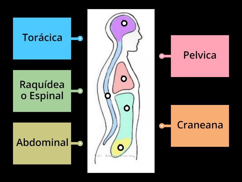 Cavidades del cuerpo humano - Labelled diagram