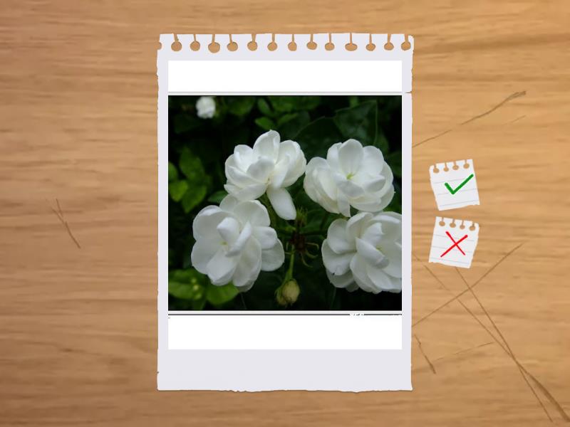 apa warna bunga ini ? - Flash cards