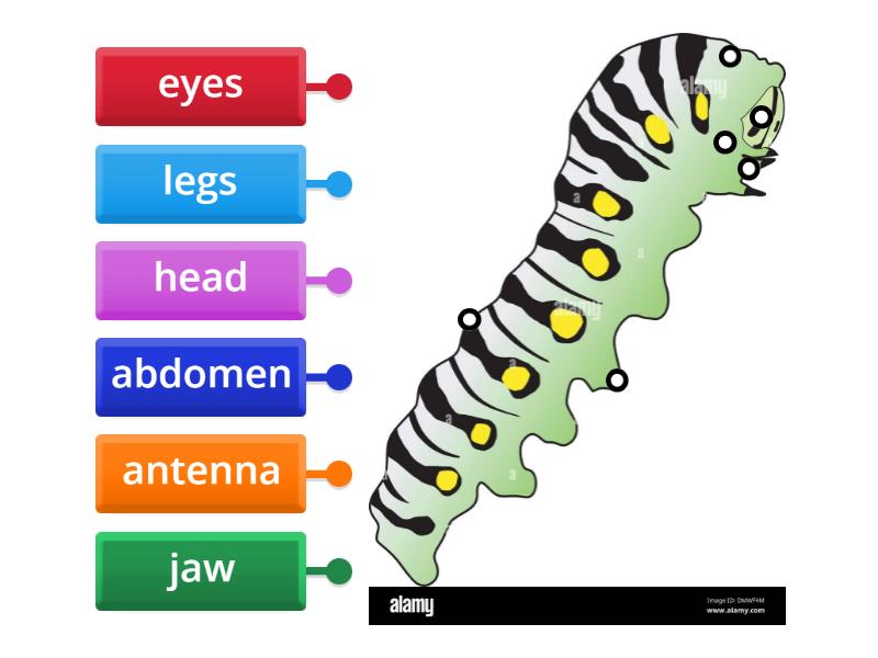 Parts of a Caterpillar - Labelled diagram