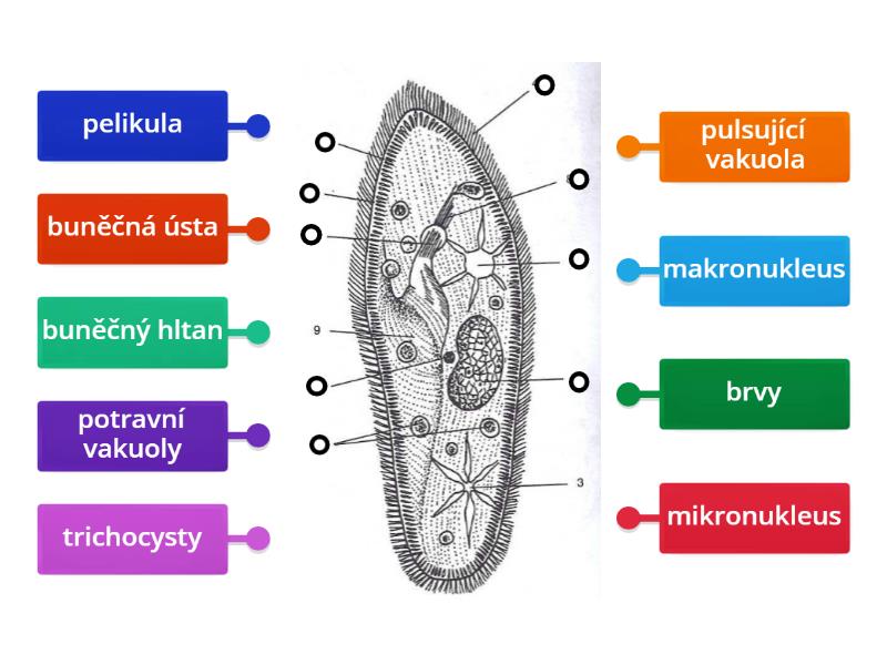 trepka popis - Labelled diagram
