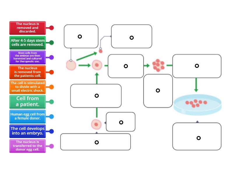 Therapeutic Cloning - Labelled diagram