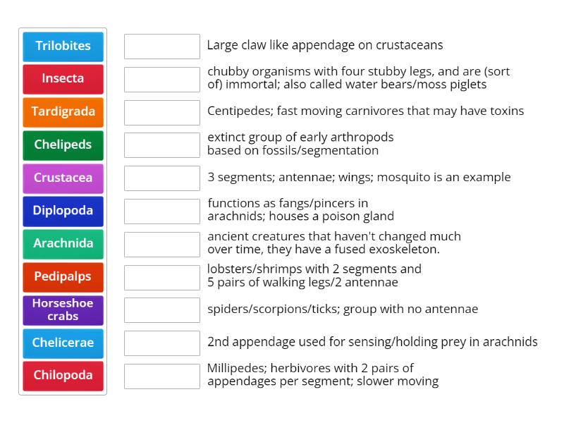 Ch. 26 - Arthropods - Match up