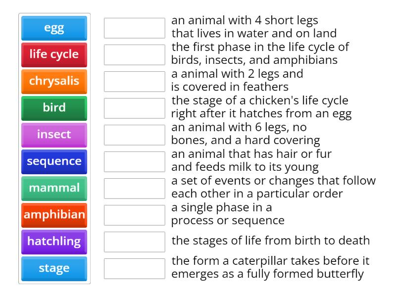 Life Cycle Vocabulary - Match up