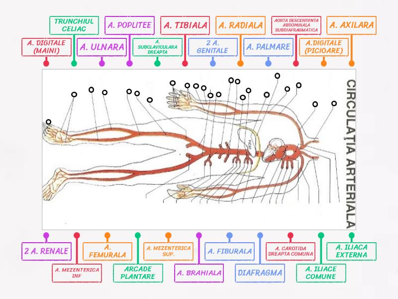 CIRCULATIA ARTERIALA PARTEA 2 - Labelled diagram