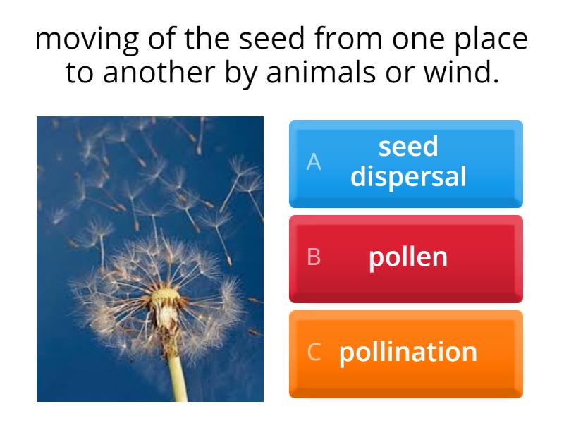 Seed dispersal - Quiz