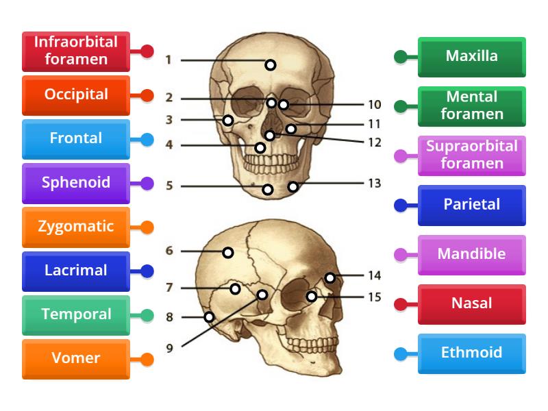 Bones of face - Labelled diagram