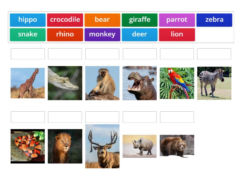 wild animals - Match up