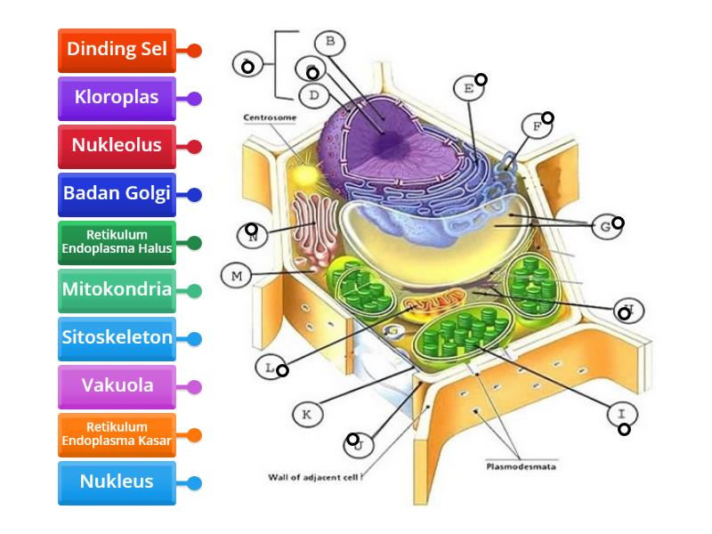 Struktur Sel Tumbuhan - Labelled diagram