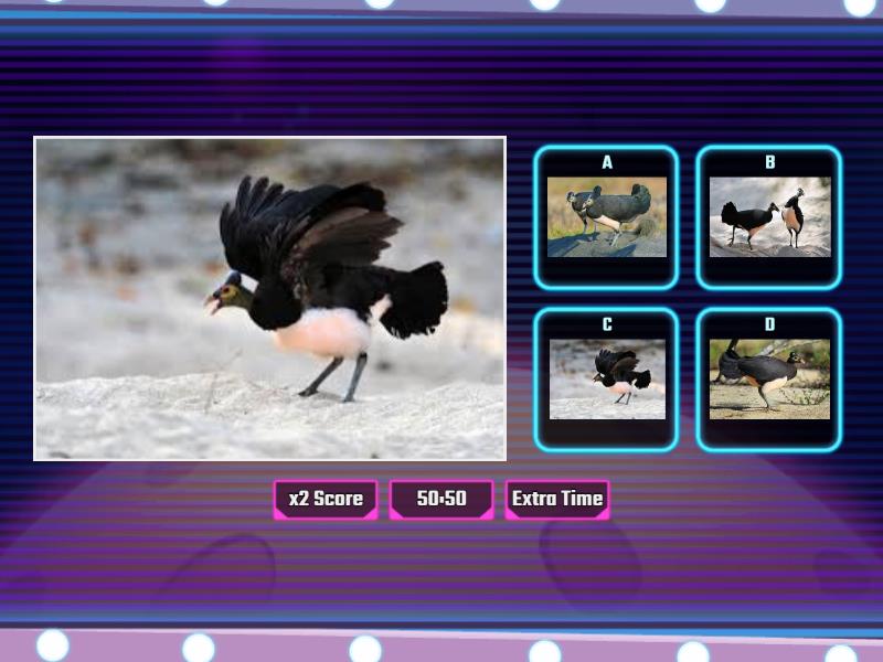 Games Burung Maleo - Gameshow quiz