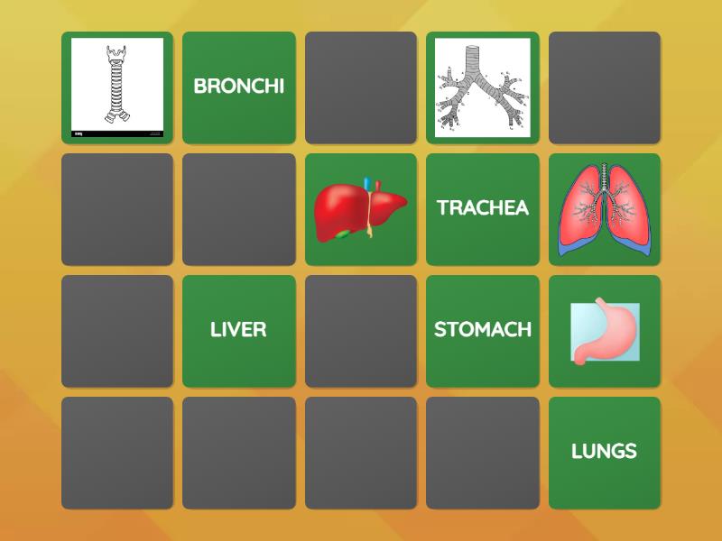 ORGANS - Matching pairs