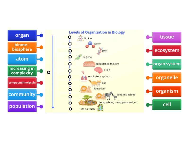 Levels of Organization Diagram Labeling - Labelled diagram