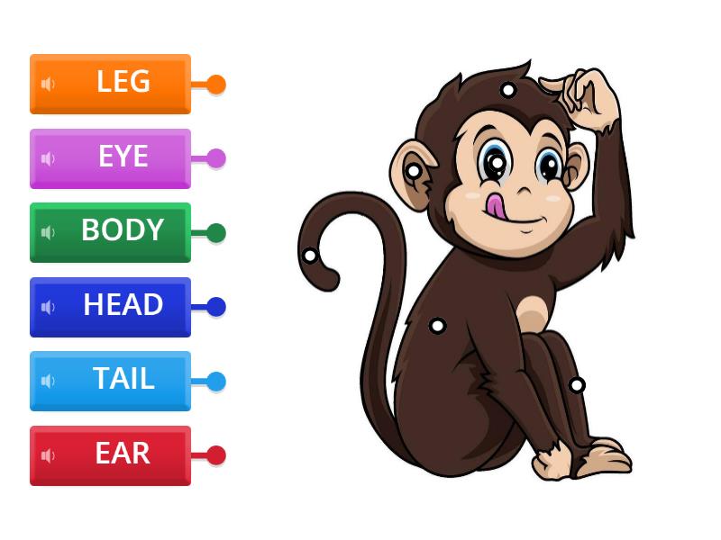Parts of the body - Monkey - Labelled diagram