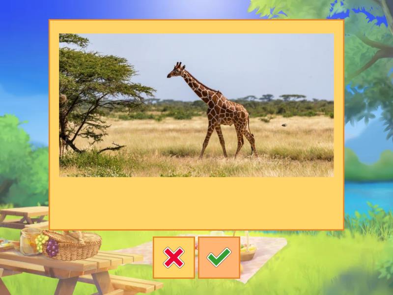 Let's Go 1 Unit 8 Animals 2 - Flash cards