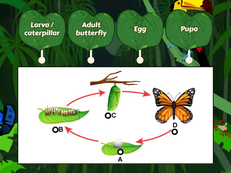Unit 11: Lesson 3: Complete Metamorphosis: Butterfly Life Cycle (pg508 ...