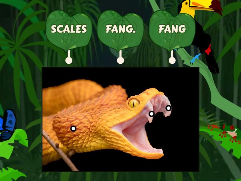 Animals' body parts - Snake - Labelled diagram