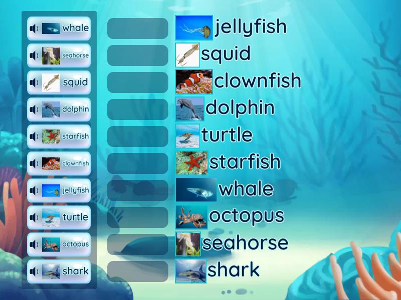 Sea animals matching - Match up