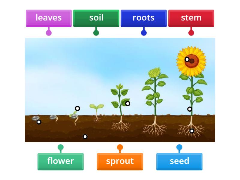 Life cycle of a plant - 2nd grade - Labelled diagram