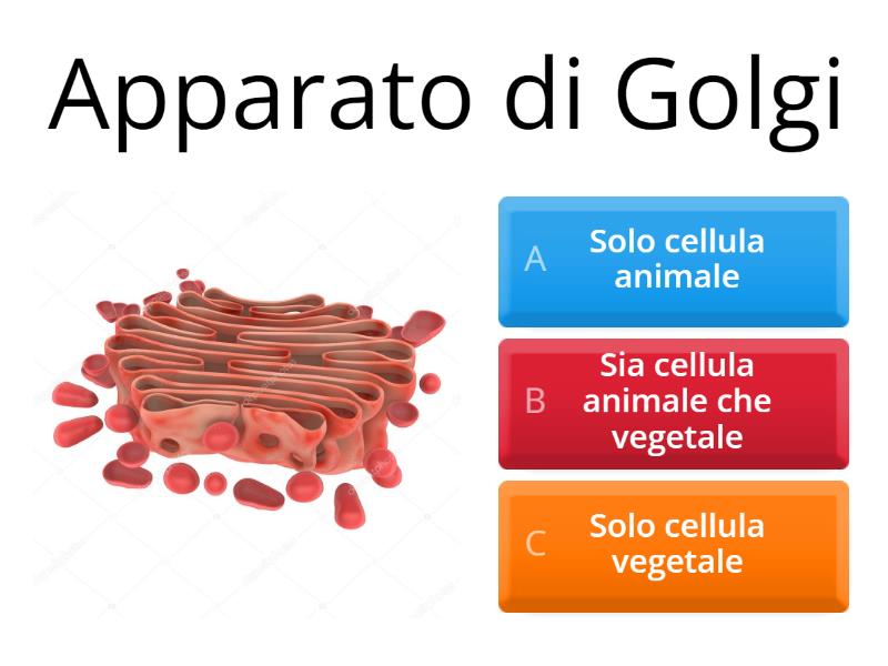 Indica a quale tipologia di cellula appartiene l'organulo/struttura ...