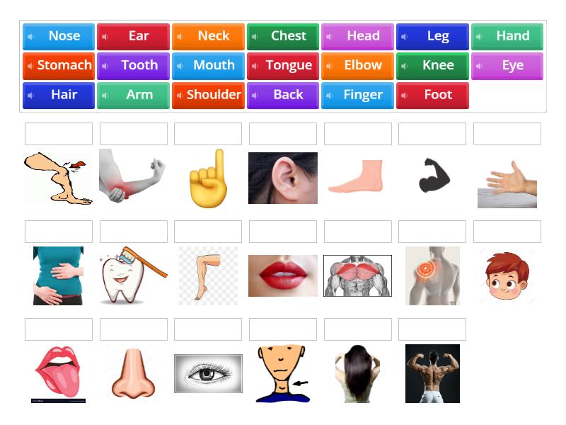 PARTS OF THE BODY - Match up