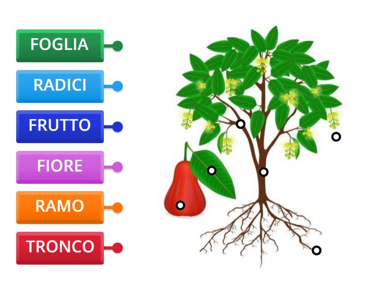 le parti della pianta - Labelled diagram