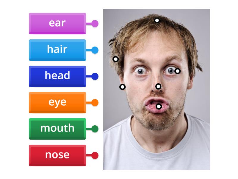 body parts (face) - Labelled diagram