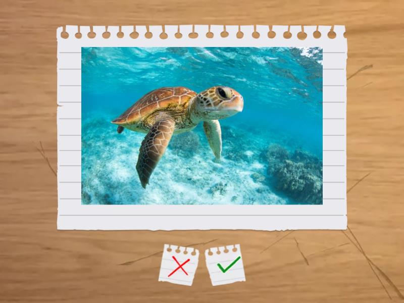 Aquatic animals - Flash cards