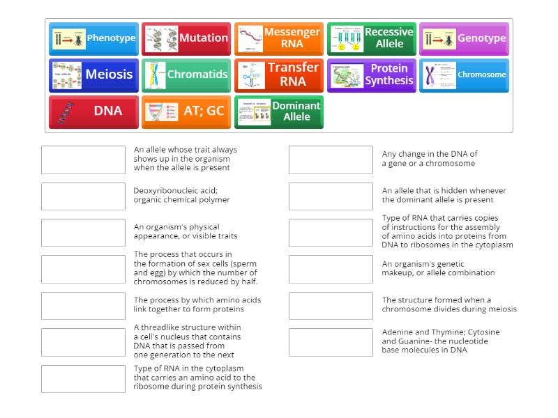 SNB p. 65 Patterns of Inheritance - Match up