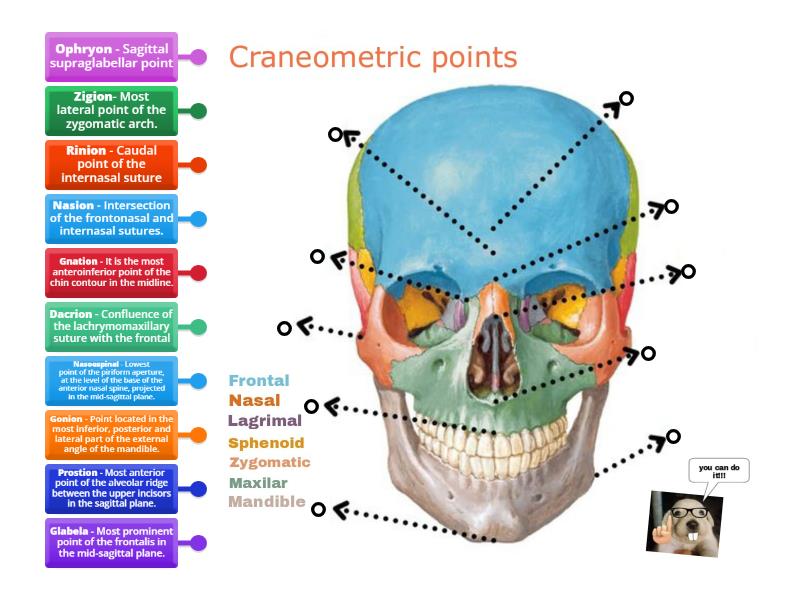 Craneometric points - Labelled diagram