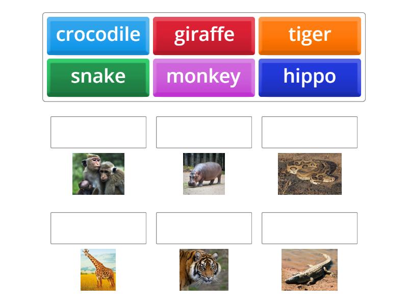 Wild Animals - Match up